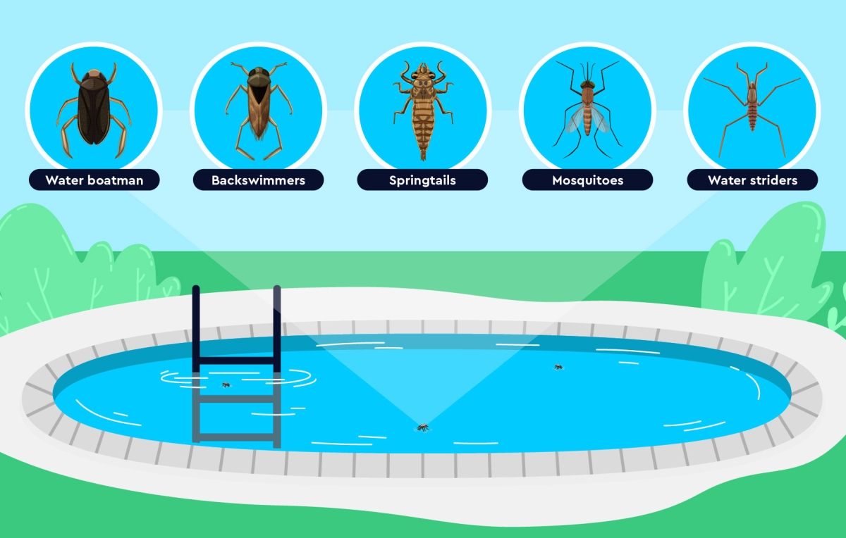 Bugs in Your Pool: How to Eliminate Them and Keep Them Out | Riverbend Sandler